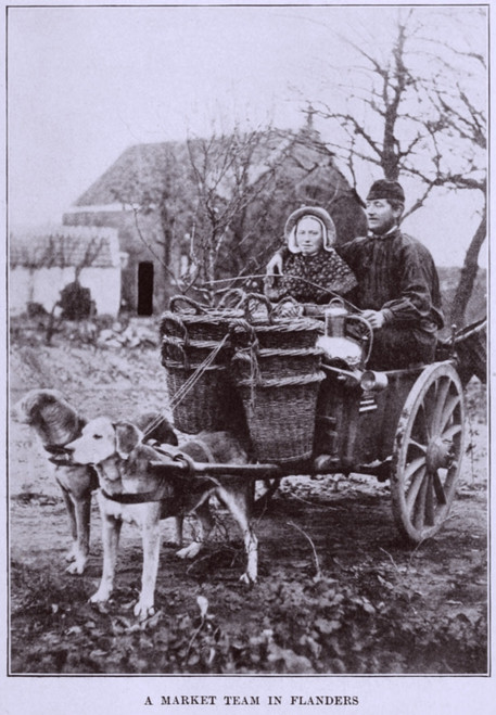 A Market Team In Flanders. Two Dogs About To Pull A Loaded Cart With ...
