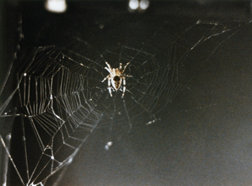 Space: Spider, 1973. /Narabella, A Common Cross Spider, Spinning A Web ...