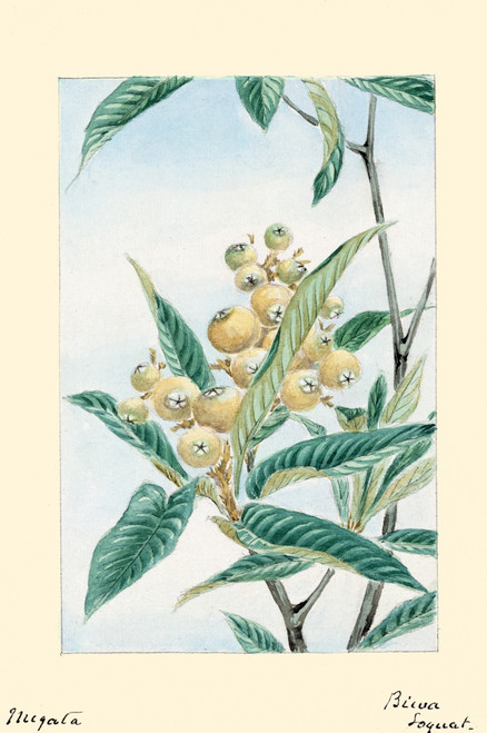 Japanese print of Drawing shows branch with leaves and loquats on tree ...