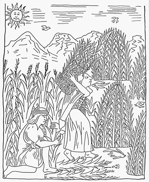 Inca Harvesting, C1583. /Nincan Farmers Harvesting/Nthe Corn Crop. Pen ...