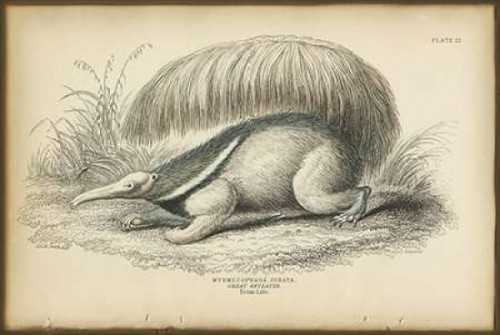 Great Anteater Poster Print by PI Collection (20 x 28) - Item ...