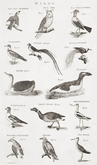 Different Types Of Birds. From An 18th Century Print Poster Print by ...