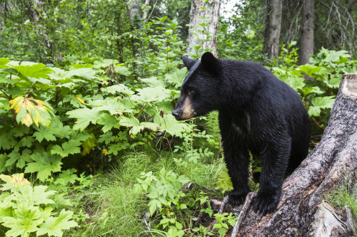Black Bear (Ursus Americanus) Standing By A Tree Stump In A Lush Forest ...
