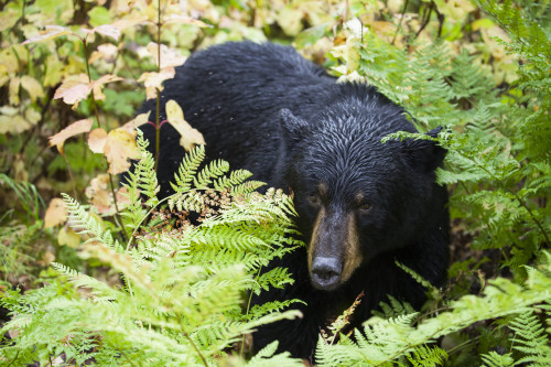 Black Bear (Ursus Americanus) Standing Among The Plants And Shrubs In A ...