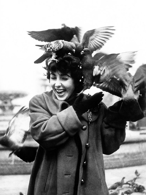 Elizabeth Taylor with pigeons Poster Print by Hollywood Photo Archive ...