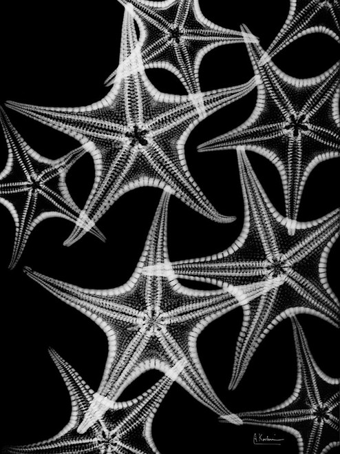 Starfish Spray Poster Print by Albert Koetsier - Item # VARPDXAKRC377 ...