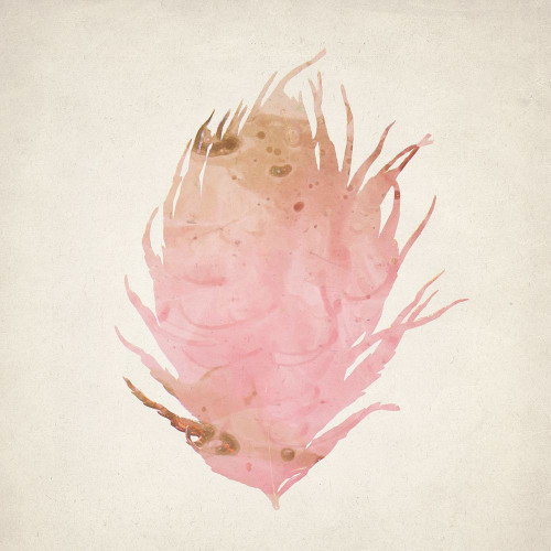 Pink Peacock 2 Poster Print by Allen Kimberly - Item # VARPDXKASQ677B ...