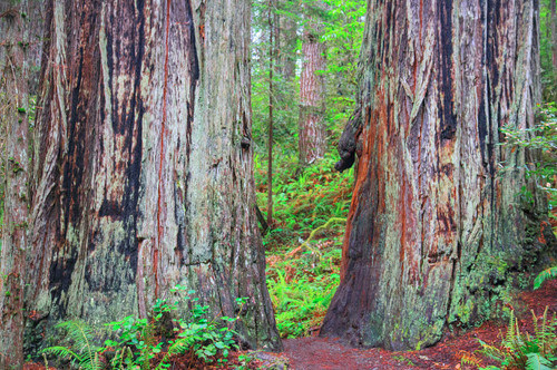 Ancient trees, Lady Bird Grove of the Redwood National Park Poster ...