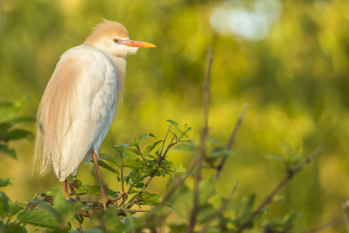 USA, Louisiana, Vermilion Parish. Cattle egret pair in breeding plumage ...