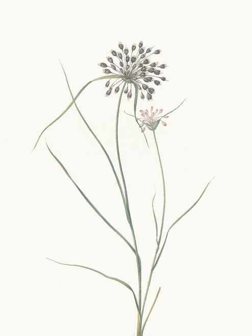 Sprout Poster Print by Mlli Villa # MVRC571A - Posterazzi