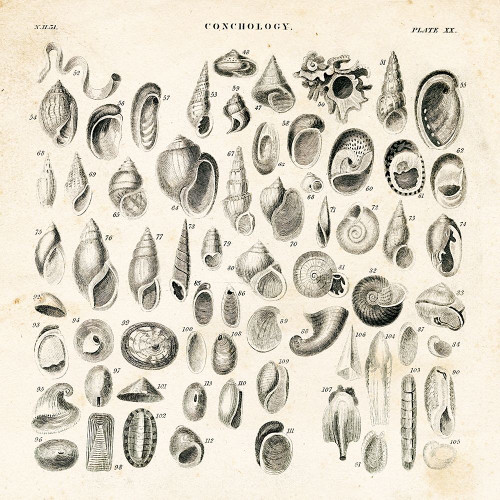 Shell Chart II Poster Print by Gwendolyn Babbitt # BAB524 - Posterazzi