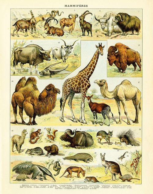 Animal Chart I Poster Print by Gwendolyn Babbitt # BAB527 - Posterazzi