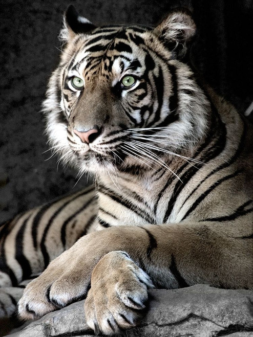 Sumatran Tiger Poster Print by Tananarive Aubert # 42850 - Posterazzi