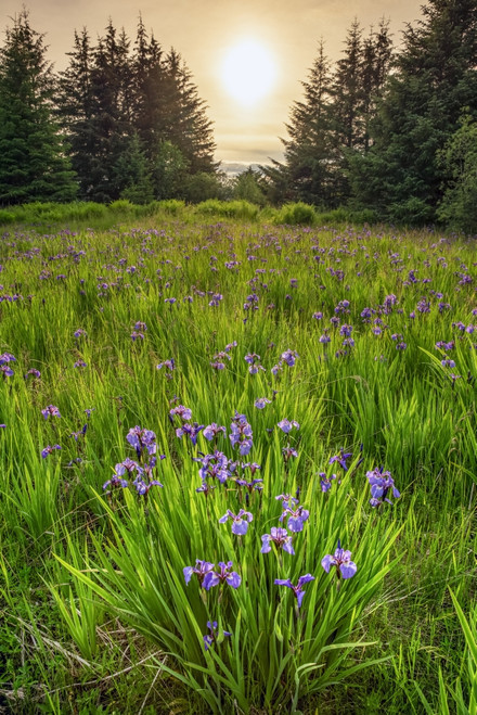 Wild irises in bloom in Tongass National Forest with a warm glowing sun ...