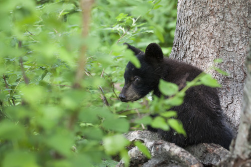 Black Bear (Ursus Americanus) Cub Looking Out Through The Lush Foliage ...
