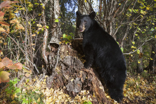 Black Bear (Ursus Americanus) Standing Against A Tree Stump, South ...