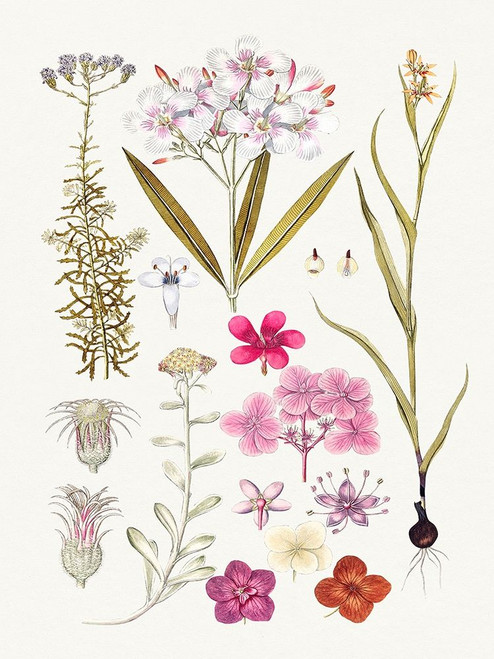 Hand drawn pink flowers by Anonymous (18 x 24) - Posterazzi