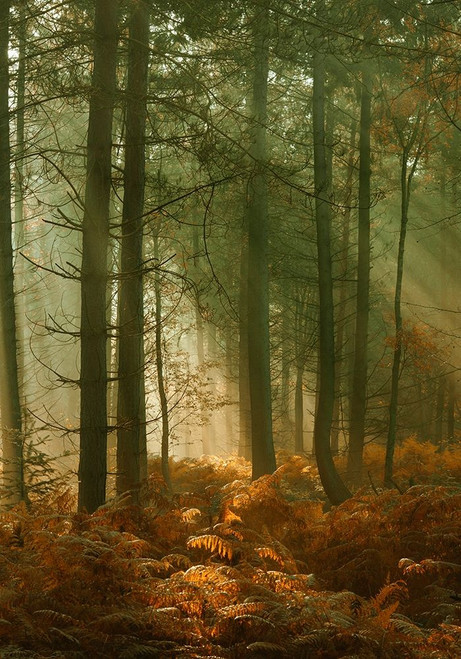 Wyre Forest 3 by Ian Winstanley (18 x 24) - Posterazzi