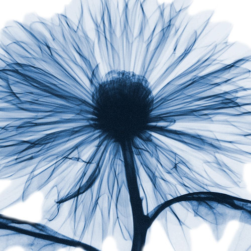 Indigo Chrysanthemum by Albert Koetsier (24 x 24) - Posterazzi