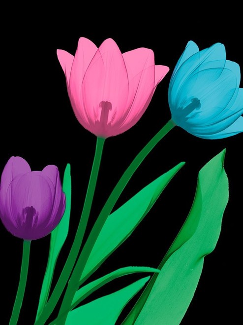 Shiny Tulips 4 by Albert Koetsier (18 x 24) - Posterazzi