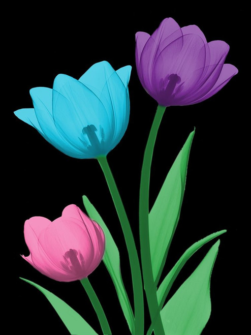 Shiny Tulips 3 by Albert Koetsier (18 x 24) - Posterazzi
