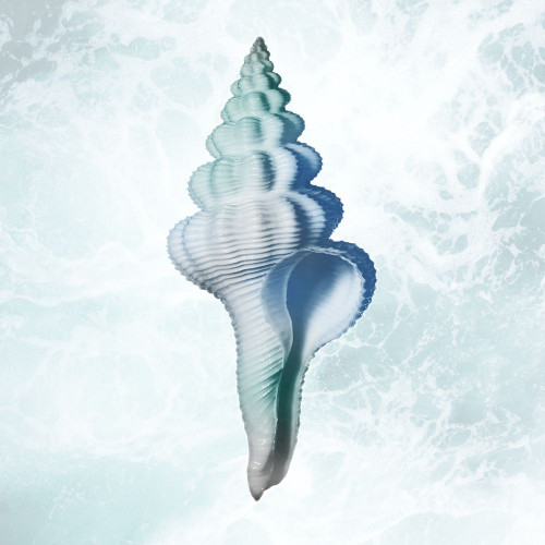 Seaside Infused Shell 2 by Marcus Prime (12 x 12) - Posterazzi