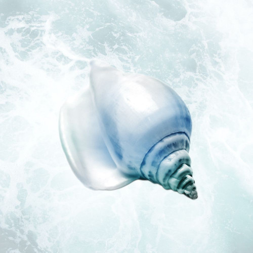 Seaside Infused Shell 3 by Marcus Prime (12 x 12) - Posterazzi