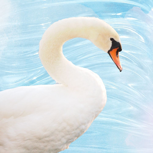 White Swan by Gail Peck (24 x 24) - Posterazzi