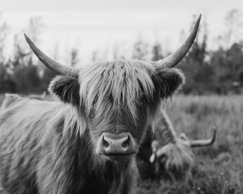 Cattle Smile by Chelsea Kedron (24 x 18) - Posterazzi