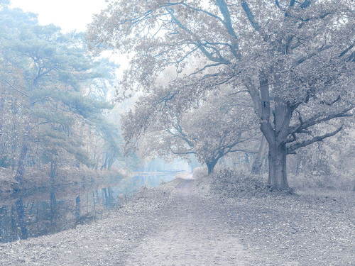 Misty Canal-Autumn by Assaf Frank (24 x 18) - Posterazzi