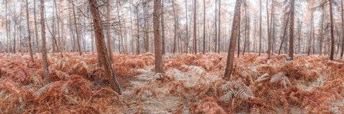 Autumn forest by Assaf Frank (24 x 8) - Posterazzi