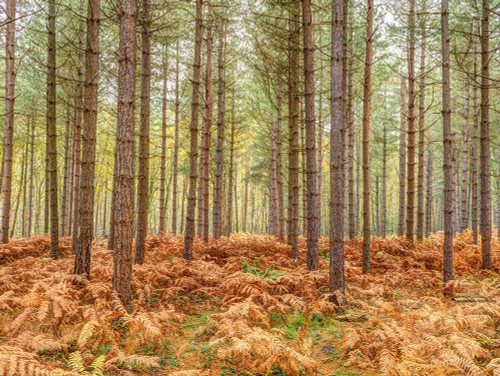 Tall trees in Autumn forest by Assaf Frank (24 x 18) - Posterazzi