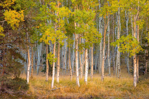 June Lake Aspen by John Gavrilis (24 x 18) - Posterazzi