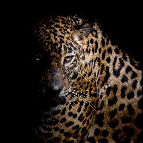 Faith Leopard 3 by Kimberly Allen (24 x 24) - Posterazzi