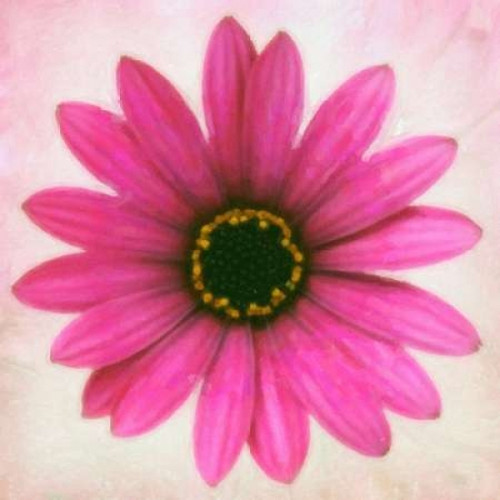 DAISY CHAIN 1 Poster Print by Taylor Greene (12 x 12) - Posterazzi