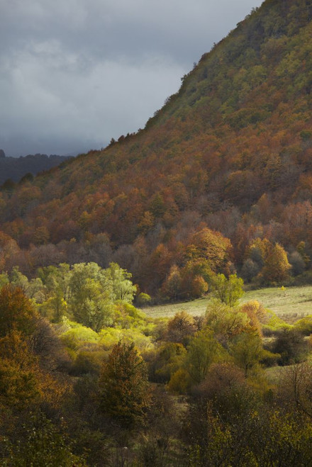 Autumn colours in a forest, Abruzzo Lazio and Molise National Park ...