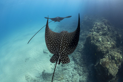 Male spotted eagle ray (Aetobatis narinari) pursues a female off the ...