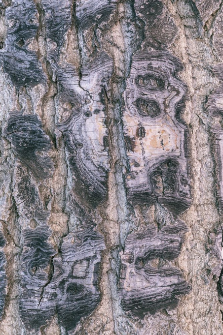 Detail of cottonwood tree bark (Populus) pattern in winter; Nulato ...