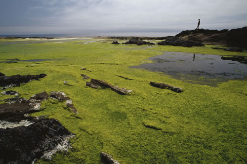 Seaweed in Water Botanical Beach Provincial Park British Columbia ...