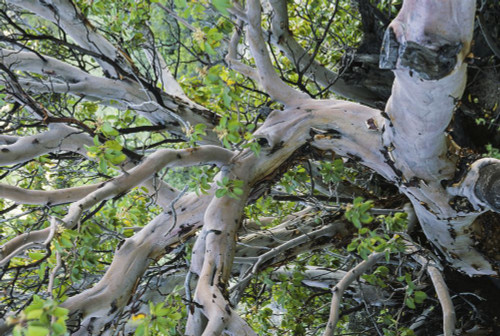 Texas madrone tree limbs (Arbutus texana), Guadalupe Mountains National ...