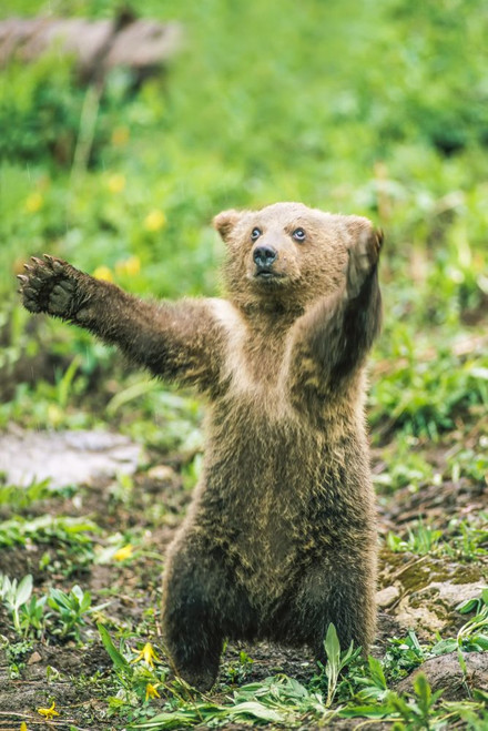 Portrait of a brown bear cub (Ursus arctos) balancing on its hind legs ...
