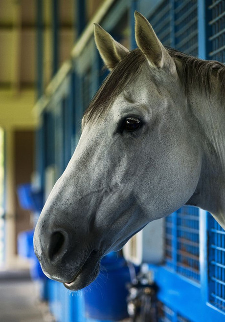 Race horse in stable. Poster Print by Loop Images Ltd. (11 x 17 ...