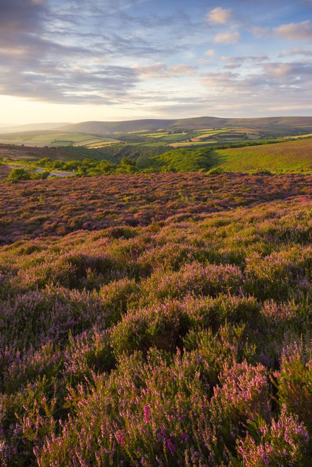 Heather on Porlock Common in the Exmoor National Park with Dunkery ...