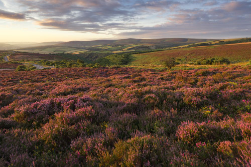 Heather on Porlock Common in the Exmoor National Park with Dunkery ...