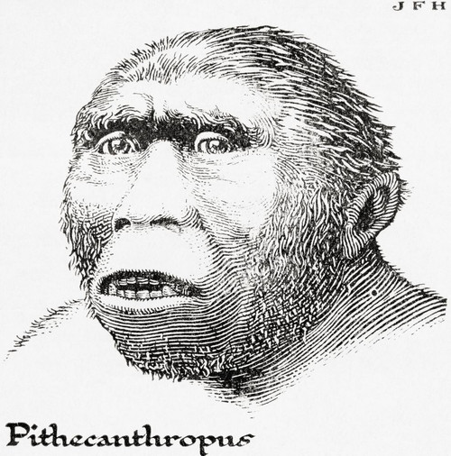 Java Man, aka Homo erectus erectus, formerly also Anthropopithecus ...