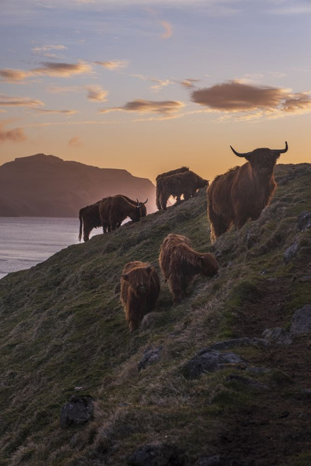 These rustic cattle with their shaggy red coats and long horns graze ...