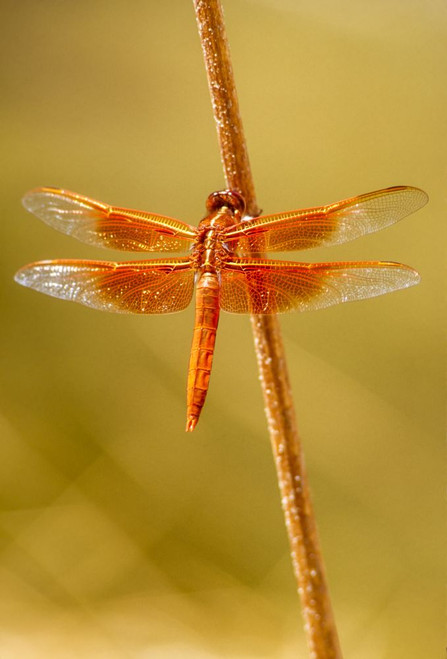 Orange dragonfly, flame skimmer (Libellula saturata) perched on a stick ...