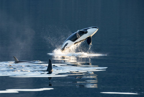 Killer whales, or orcas (Orcinus orca) leaping and swimming in Frederick Sound, Inside Passage ...