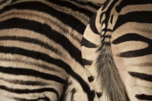 The stripes of a Zebra provide disruptive camouflage in the wild ...