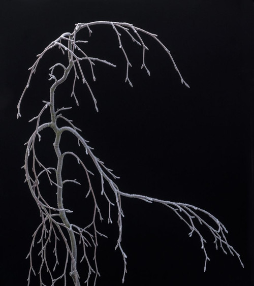 The skeleton of a weeping Beech tree covered in frost. Poster Print by ...